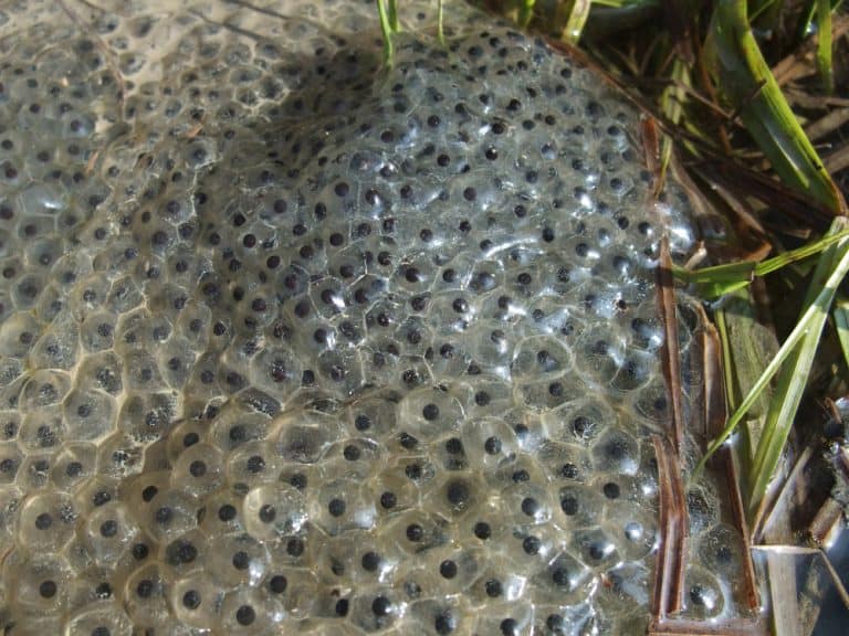 Life Cycle of a Frog: Stages of Frog Development Explained