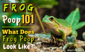 Frog Poop 101: Everything You Need to Know!