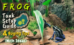 Frog Tank and Habitat: A Guide on the Best Tank Setup