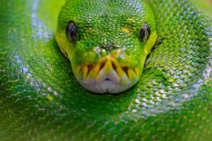 How Long Do Snakes Live For? Snake Lifespan Explained