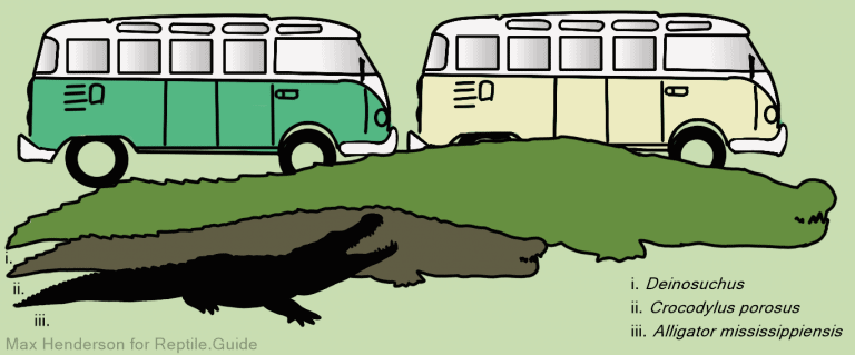 Largest Crocodile Ever Recorded: Lolong (and More!)