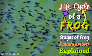 Life Cycle of a Frog: Stages of Frog Development Explained