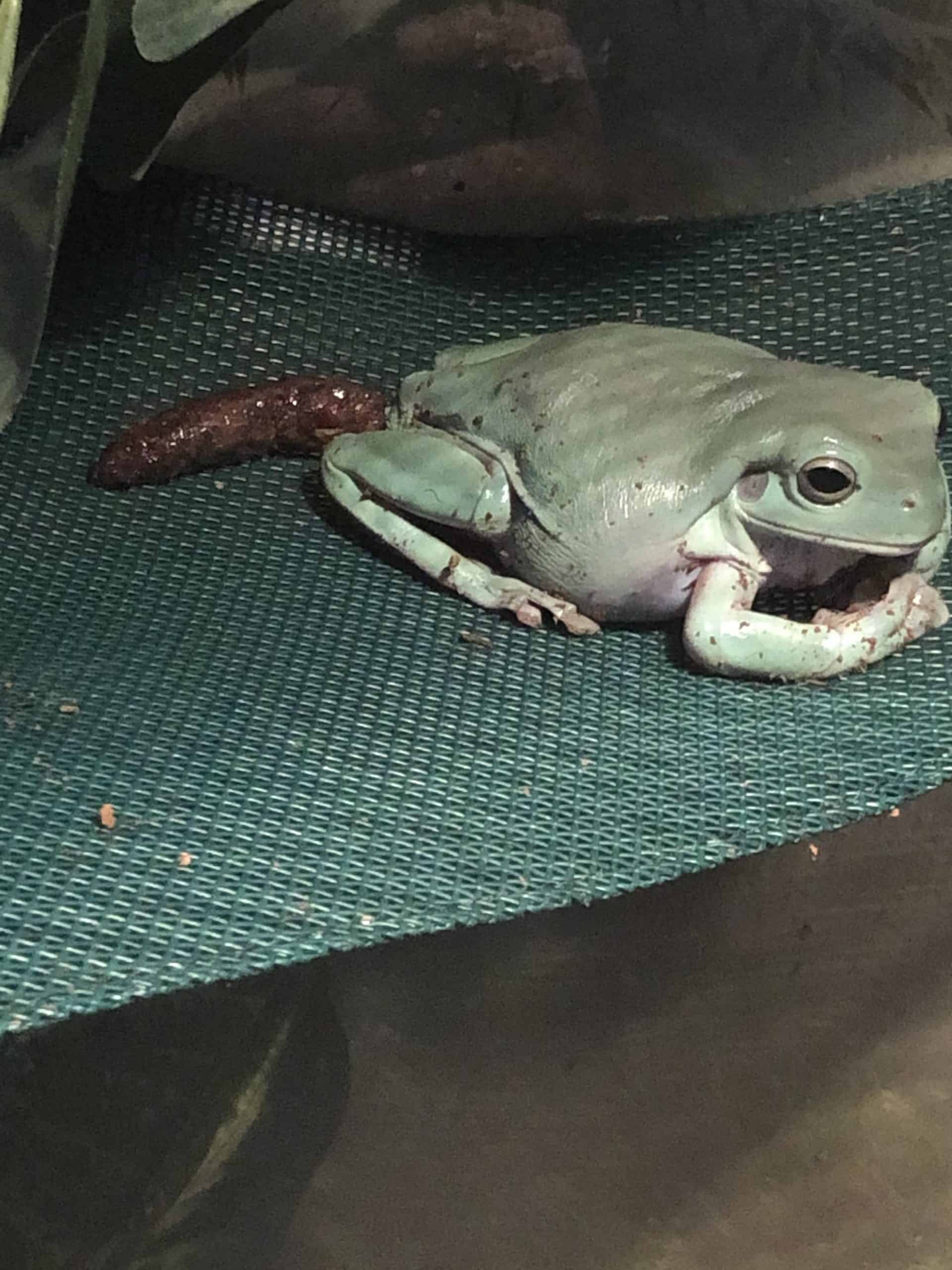 Frog Poop 101: Everything You Need to Know!