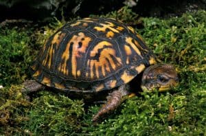Baby Box Turtle: Your A-Z Beginner-Friendly Care Sheet