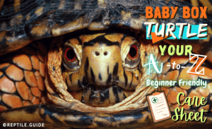 Baby Box Turtle: Your A-Z Beginner-Friendly Care Sheet