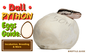 Ball Python Eggs Guide: Incubation, Breeding & More