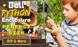 Ball Python Enclosure: Perfect Size, DIY, Pictures, & More!