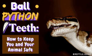 Ball Python Teeth: How to Keep You & Your Animal Safe