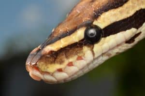 Ball Python Teeth: How to Keep You & Your Animal Safe