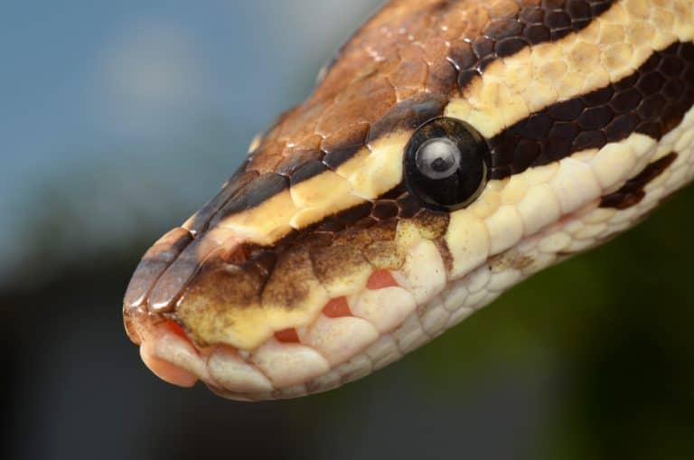 Ball Python Enclosure: Perfect Size, DIY, Pictures, & More!