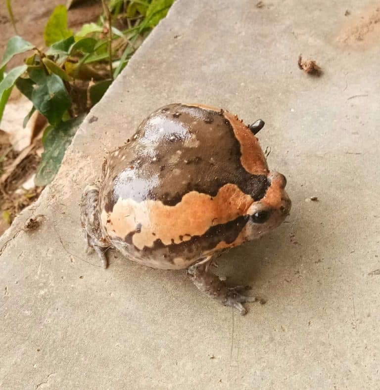 Chubby Frog (Asian Painted Frog) Care Sheet