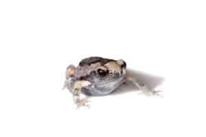 Chubby Frog (Asian Painted Frog) Care Sheet