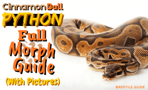 Cinnamon Ball Python: A Complete Morph Guide (With Pictures)
