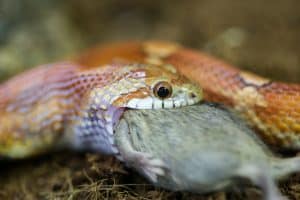 Corn Snake vs Ball Python: How to Find Your Perfect Match!