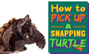How to Pick up a Snapping Turtle