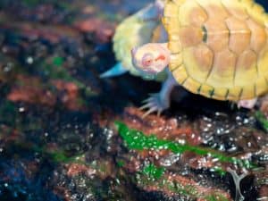 Albino Snapping Turtle Morph - How to Find and Buy