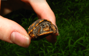 Baby Box Turtle: Your A-Z Beginner-Friendly Care Sheet