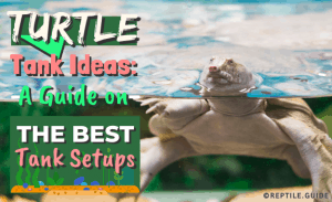 Turtle Tank Ideas: A Guide on the Best Tank Setups