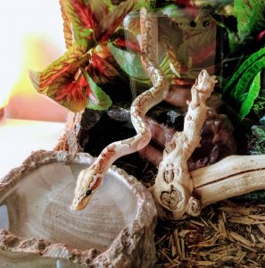 Bamboo Ball Python Morph: Ultimate Care Sheet & Guide