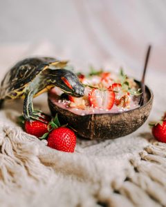 Turtles Eating Strawberries: Is It Healthy? (Must Read)