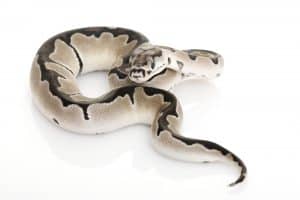 Clown Ball Python: (Ultimate) Morph Guide With Pictures