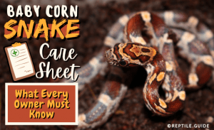 Baby Corn Snake Care Sheet: What Every Owner Must Know
