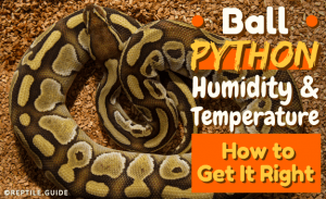 Ball Python Humidity & Temperature: How to Get It Right