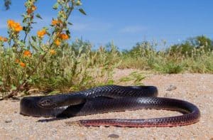 Coachwhip Snake: Complete Info & Care Guide (With FAQs)