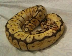 Bumblebee Ball Python Morph Guide: Key Info, Price, & More!