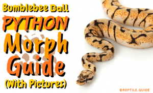 Bumblebee Ball Python Morph Guide: Key Info, Price, & More!