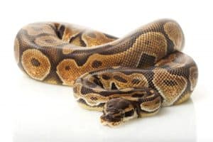 Enchi Ball Python Morph Guide: All Urgent Questions Answered