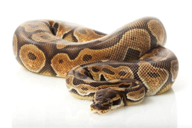 Enchi Ball Python Morph Guide All Urgent Questions Answered