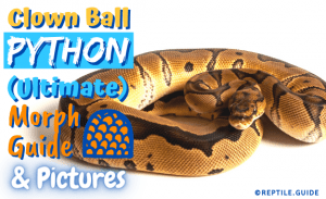 Clown Ball Python: (Ultimate) Morph Guide With Pictures