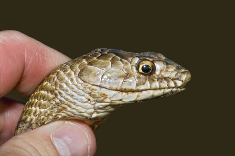 Coachwhip Snake: Complete Info & Care Guide (With FAQs)