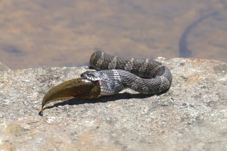 Diamondback Water Snake: The Best Beginner Care Guide