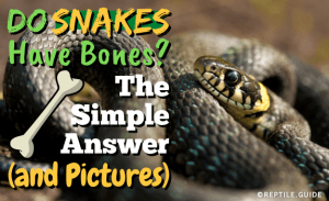 Do Snakes Have Bones? The Simple Answer (with Pictures!)