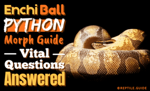 Enchi Ball Python Morph Guide: All Urgent Questions Answered