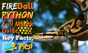 Fire Ball Python: Full Morph Guide, Key Facts, & Pictures!