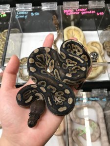 Fire Ball Python: Full Morph Guide, Key Facts, & Pictures!