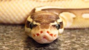 Fire Ball Python: Full Morph Guide, Key Facts, & Pictures!