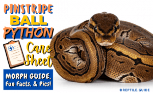 Ball Python Archives - Reptile.Guide