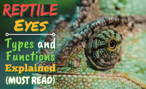 Reptile Eyes: Types and Functions Explained (Must Read)