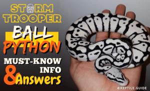 Stormtrooper Ball Python: A Guide to The Empire's Fave Morph