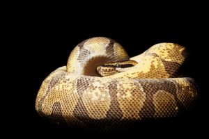 Enchi Ball Python Morph Guide: All Urgent Questions Answered