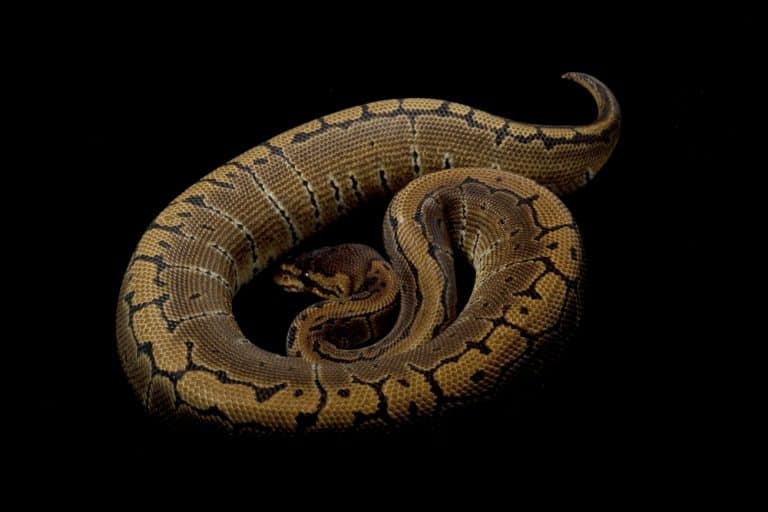 Pinstripe Ball Python Morph Guide: Caring, Breeding, & Pics!