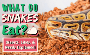 What Do Snakes Eat? (Habits, Likes, & Needs Explained)