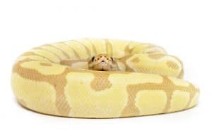 Enchi Ball Python Morph Guide: All Urgent Questions Answered