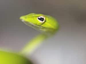 Reptile Eyes: Types and Functions Explained (Must Read)