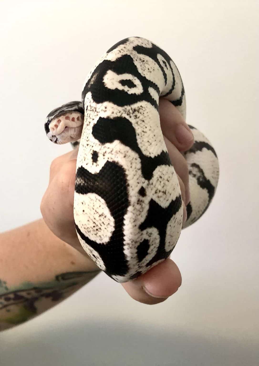 Stormtrooper Ball Python: A Guide to The Empire's Fave Morph