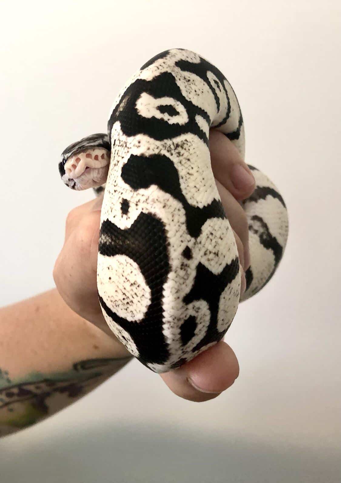 Stormtrooper Ball Python: A Guide to The Empire's Fave Morph